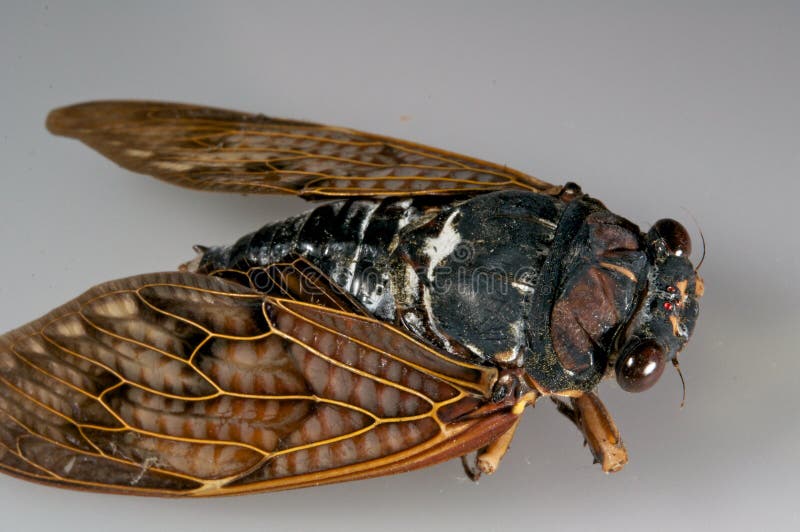 Cicada stock photo. Image of forest, nature, insects - 26977674