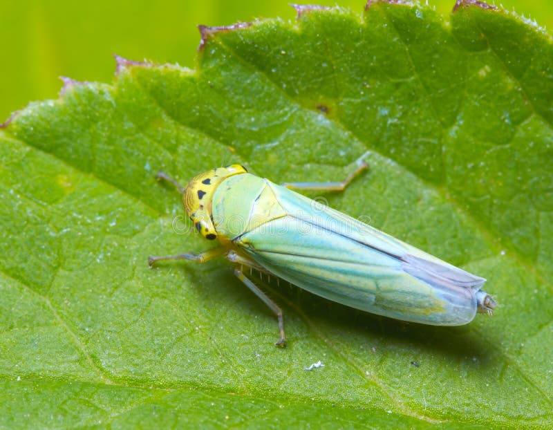 Small cicada stock photo. Image of diversity, entomology - 4957050