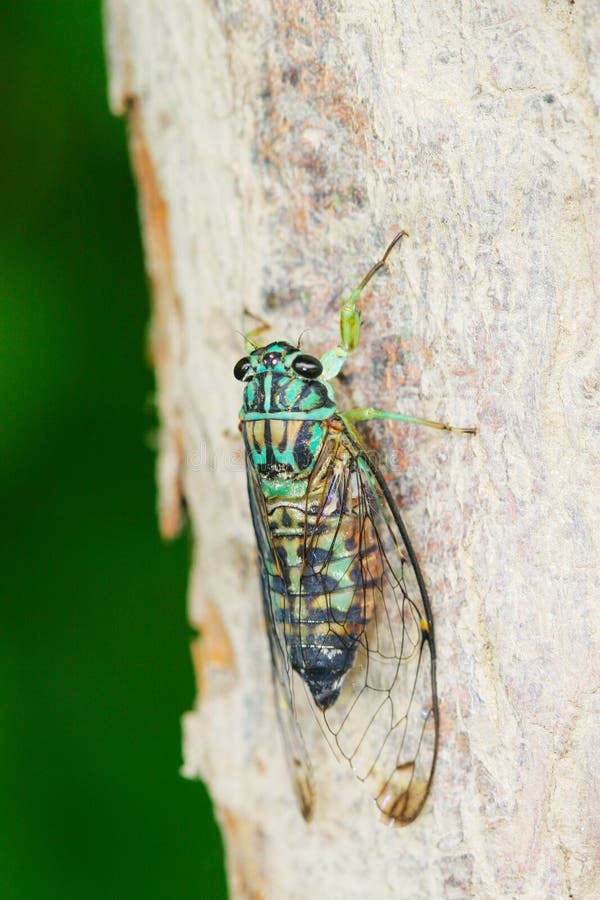 Cicada Picture. Image: 5319035