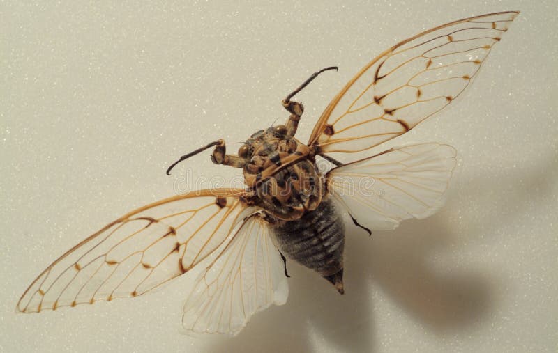 Locust on Finger stock image. Image of finger, skin, cicada - 2769163