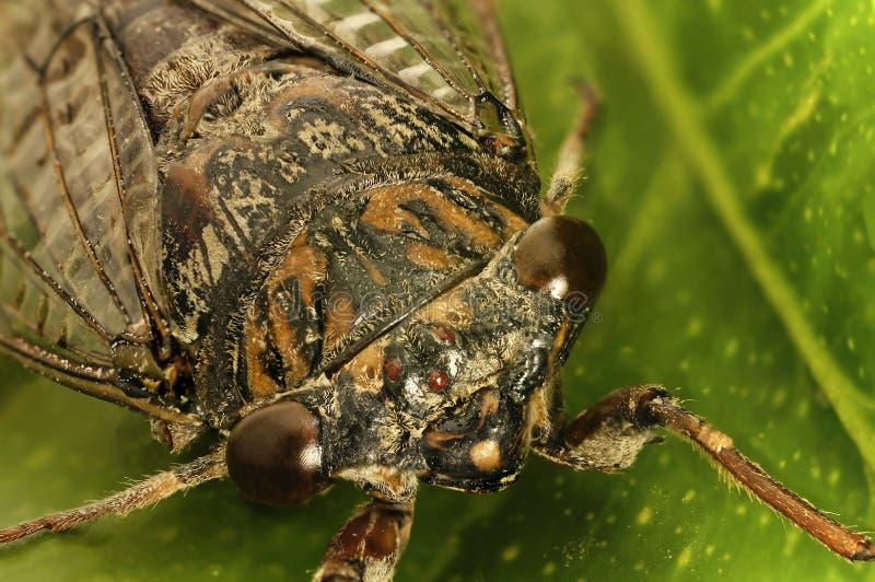Cicada stock photo. Image of eyes, insect, detail, face - 5688952