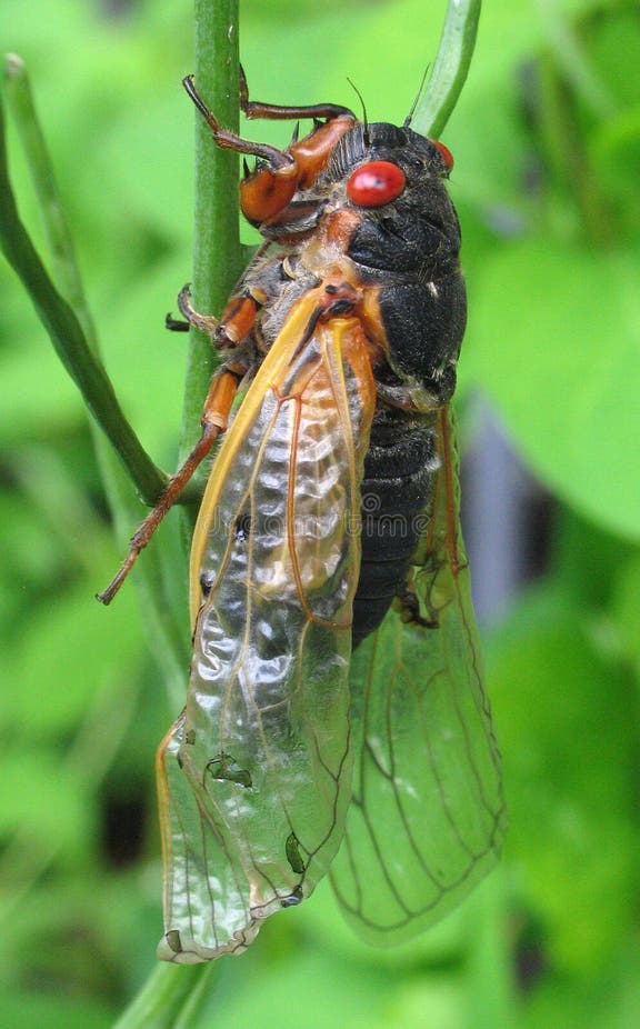 Cicada stock photo. Image of cicada, flying, brood, winged - 57908