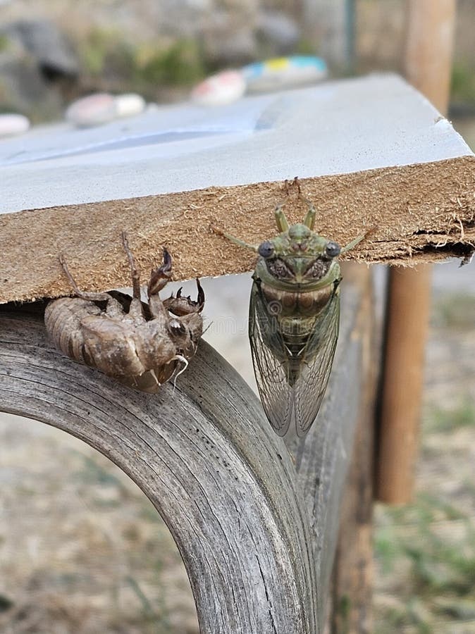 Cicada shedding its shell stock photo. Image of insect - 393648314