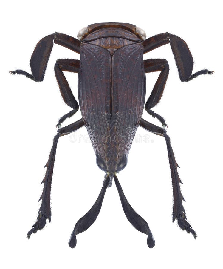 Cicada Ancyra annamensis stock image. Image of invertebrate - 132450363