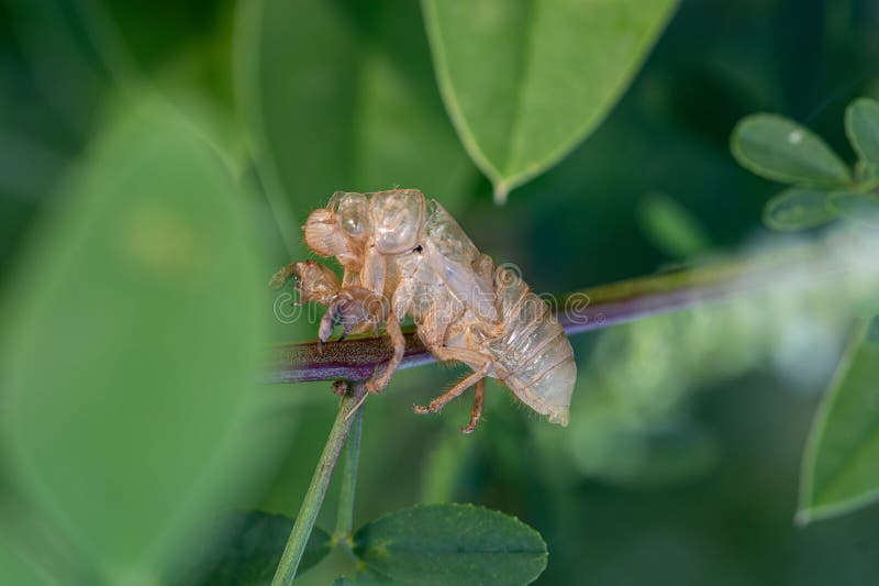 Cicada Bark Molt Hanging Plant Stock Photos - Free & Royalty-Free Stock ...