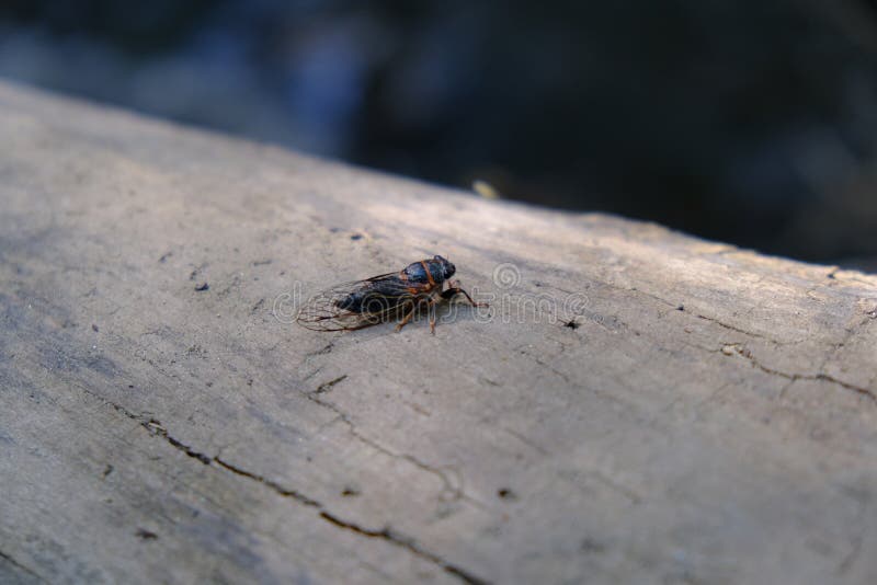 Cicada on Beaver Brook Trail in Colorado Stock Photo - Image of denver ...