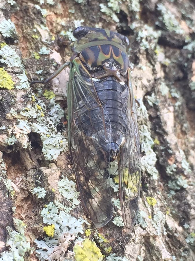 Black Cicada Stock Photos - Download 815 Royalty Free Photos