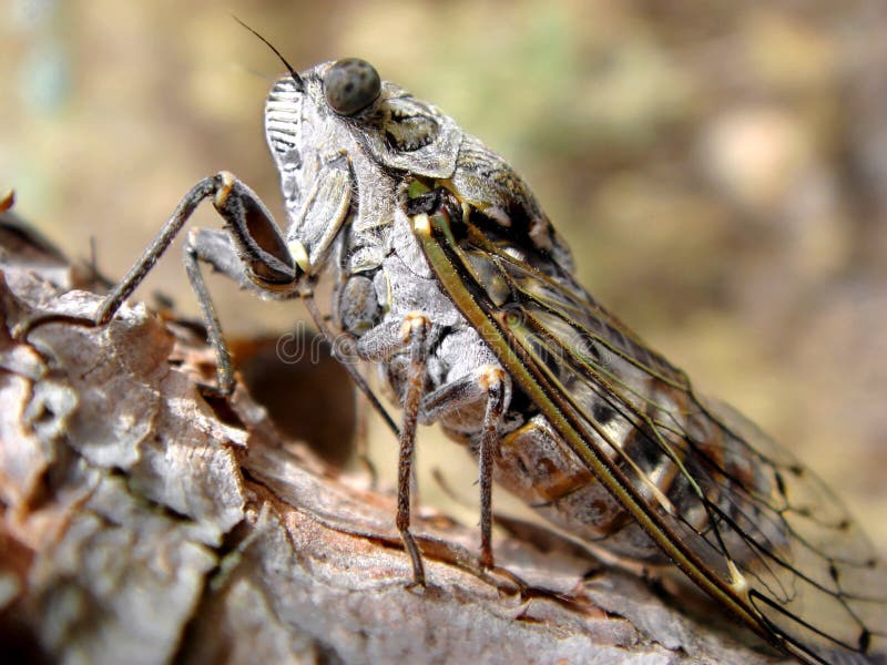 Cicada on a branch stock image. Image of cicada, orni - 3748335