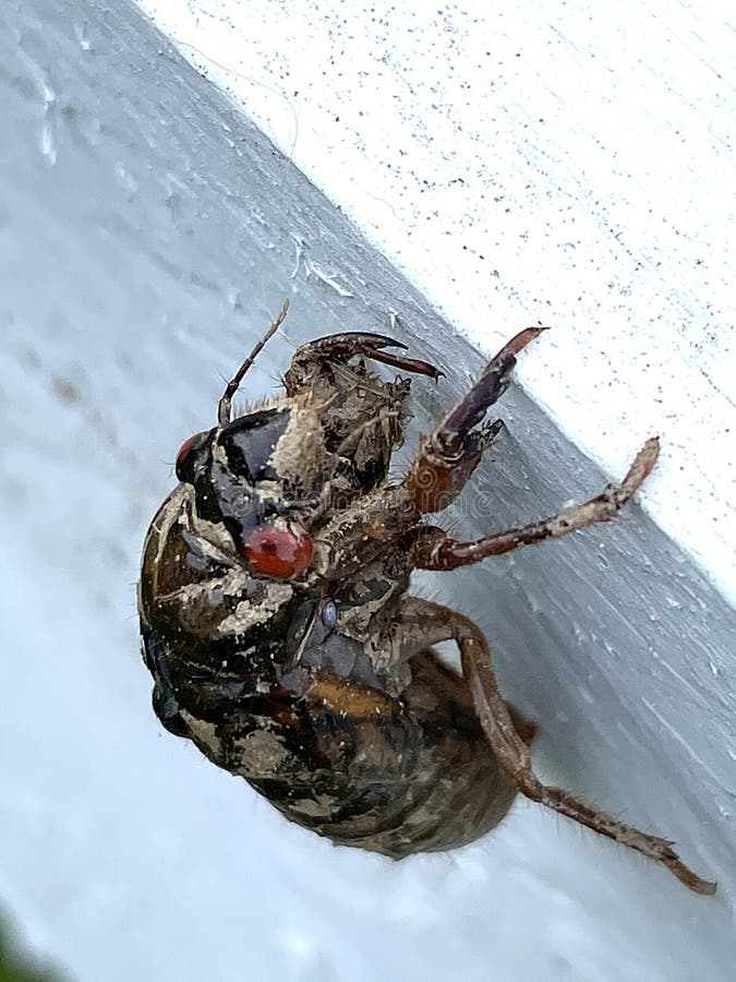 Cicada Brood X To the Surface Stock Photo - Image of emerging, shell ...