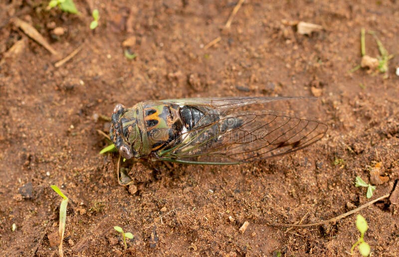 Cicada Dirt Mounds or Holes in the Ground or Lawn Stock Photo - Image ...