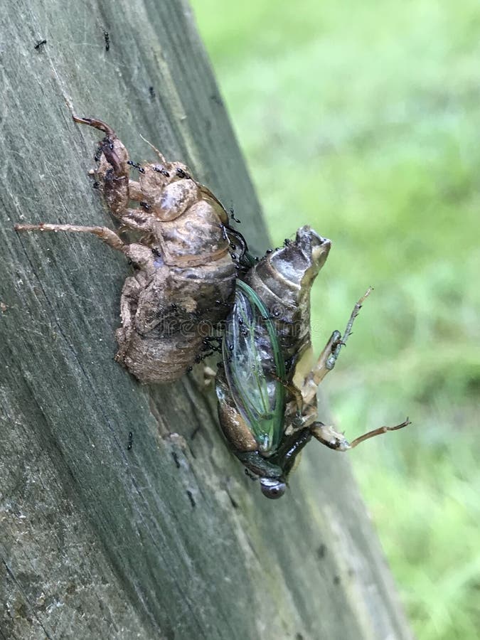 Cicada Bug Emerging from the Shell - Magicicada Stock Photo - Image of ...