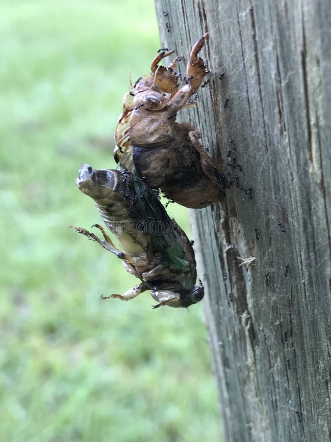 Cicada Bug Emerging from the Shell - Magicicada Stock Image - Image of ...