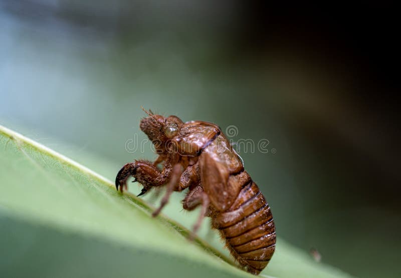 Cicada bug exoskeleton stock image. Image of head, brown - 266238317