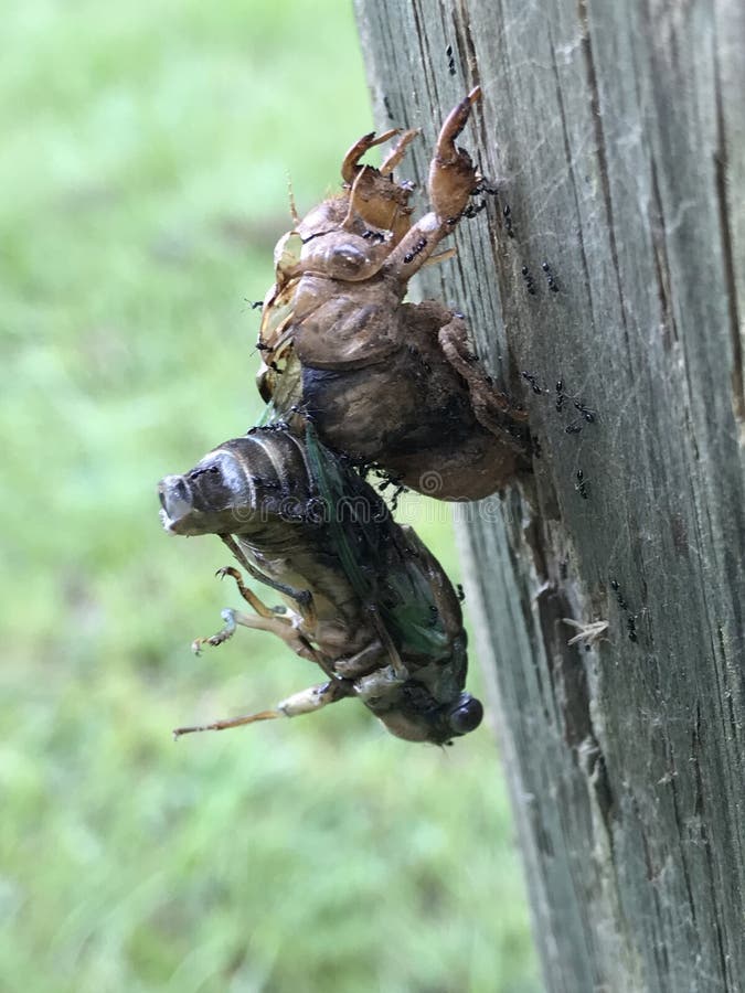 Cicada Bug Emerging from the Shell - Magicicada Stock Image - Image of ...