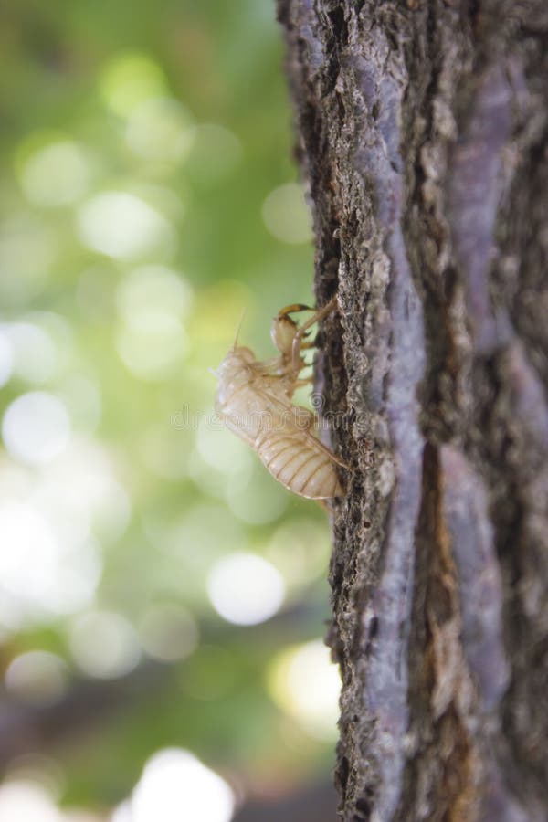 Cicada bug shell on a tree stock photo. Image of high - 162623116