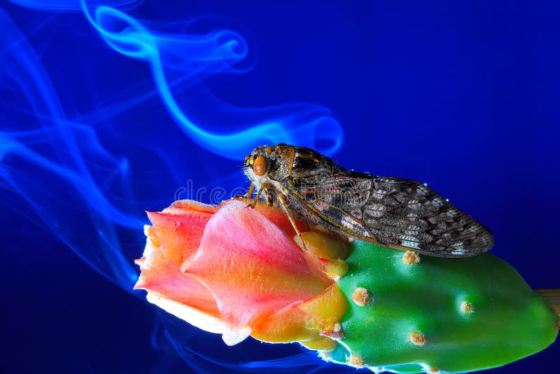 Cicada on a cactus flower. stock image. Image of beautiful - 21345075