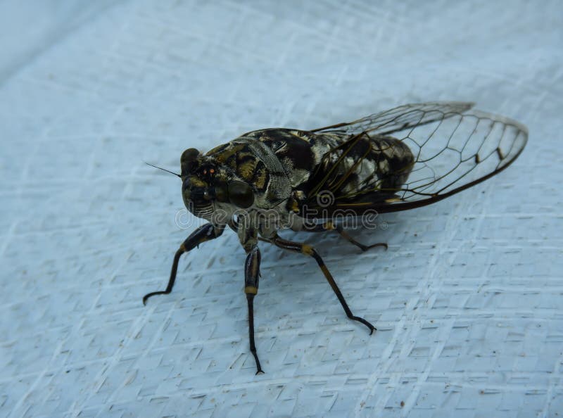 Cicada Catch on the White Bag. Stock Photo - Image of ecology, insect ...