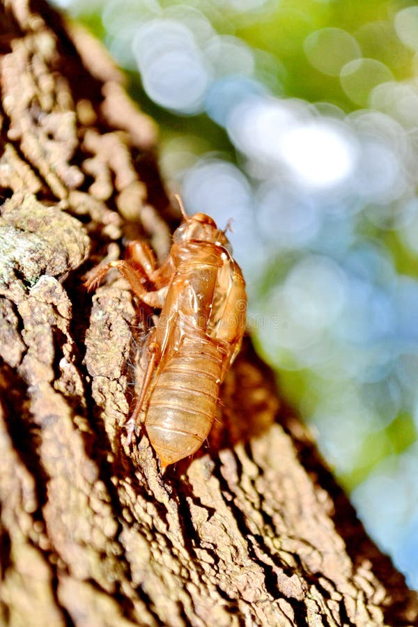 Cicada Cicadidae a Black Large Flying Chirping Insect or Bug or Beetle ...