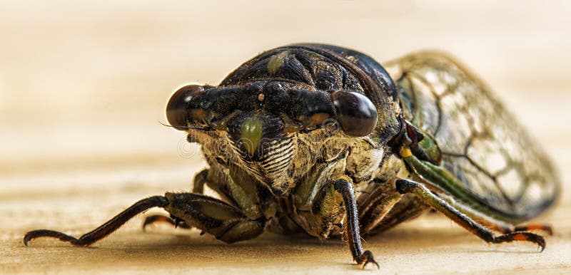 Cicada Close-Up stock photo. Image of cicada, detail - 28557894