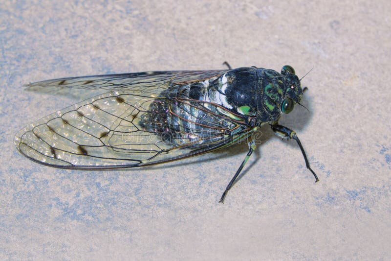Cicada stock photo. Image of cicada, animals, natural - 280596926