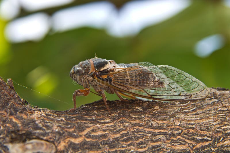 Cicada stock photo. Image of life, cigala, tree, insects - 44723340
