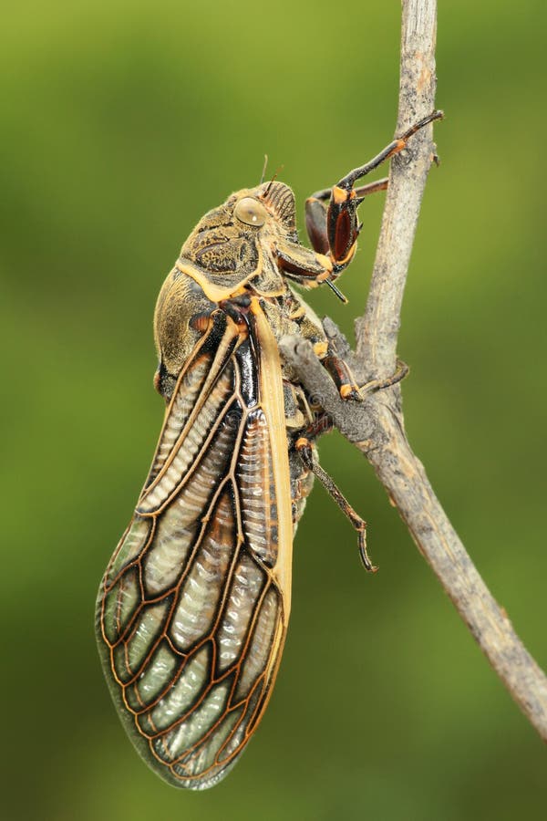Cicada stock photo. Image of life, graptopsaltria, nigrofuscata - 55207710
