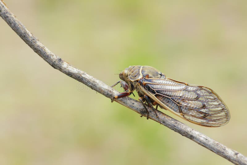 Cicada stock photo. Image of nigrofuscata, animal, cigala - 55207734