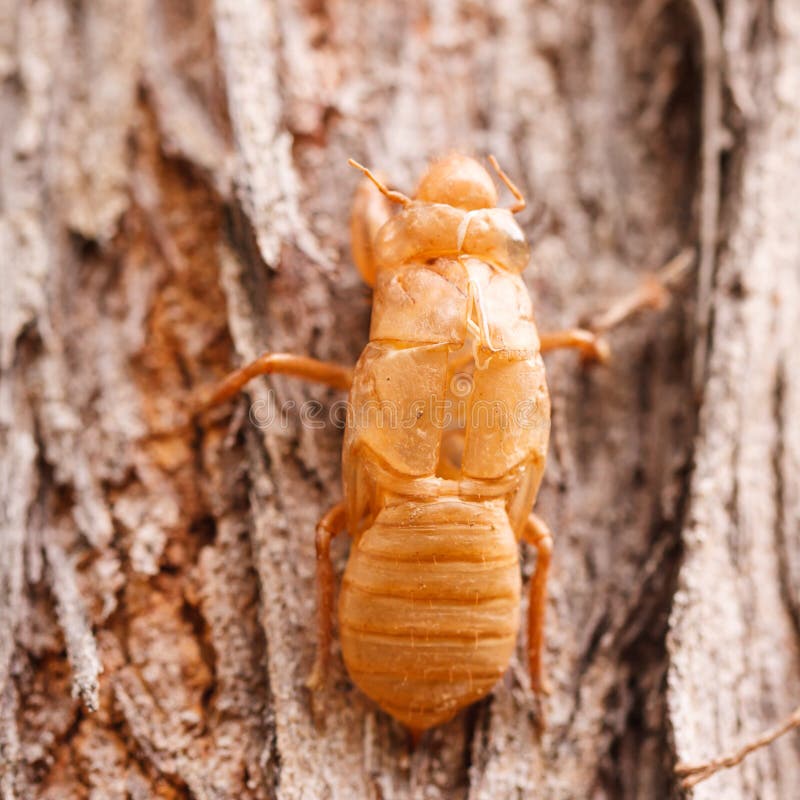 Cicada stock image. Image of metamorphosis, close, molt - 41361751