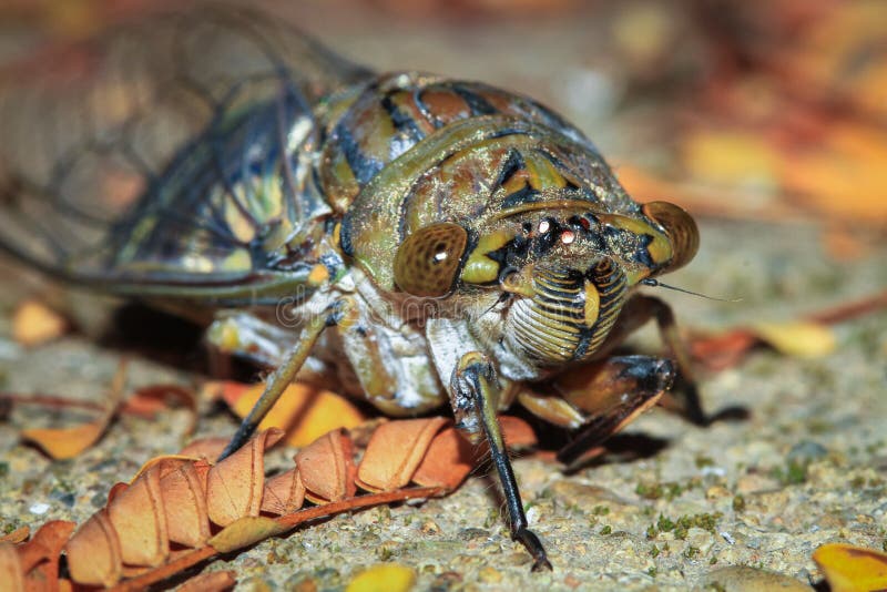 Cicada stock image. Image of jungle, insect, forest, loud - 44657999