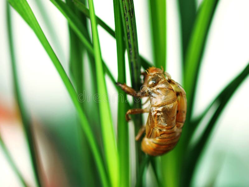 Cicada Crawling Out of Its Shell Stock Photo - Image of cicada, insects ...