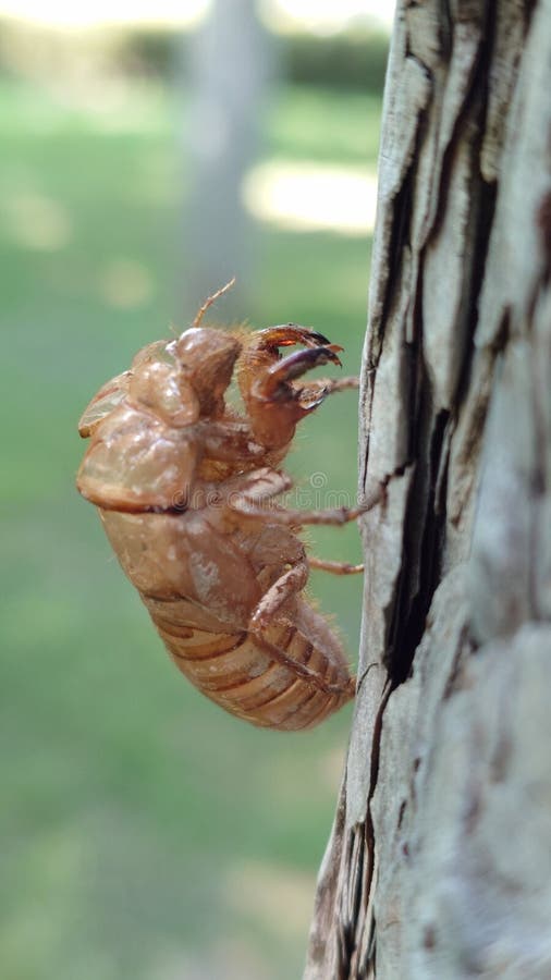 35,597 Cricket Stock Photos - Free & Royalty-Free Stock Photos from ...