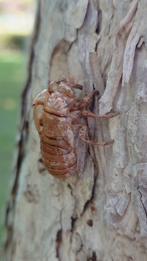 Cicada cricket exoskeleton stock image. Image of pine - 388487251