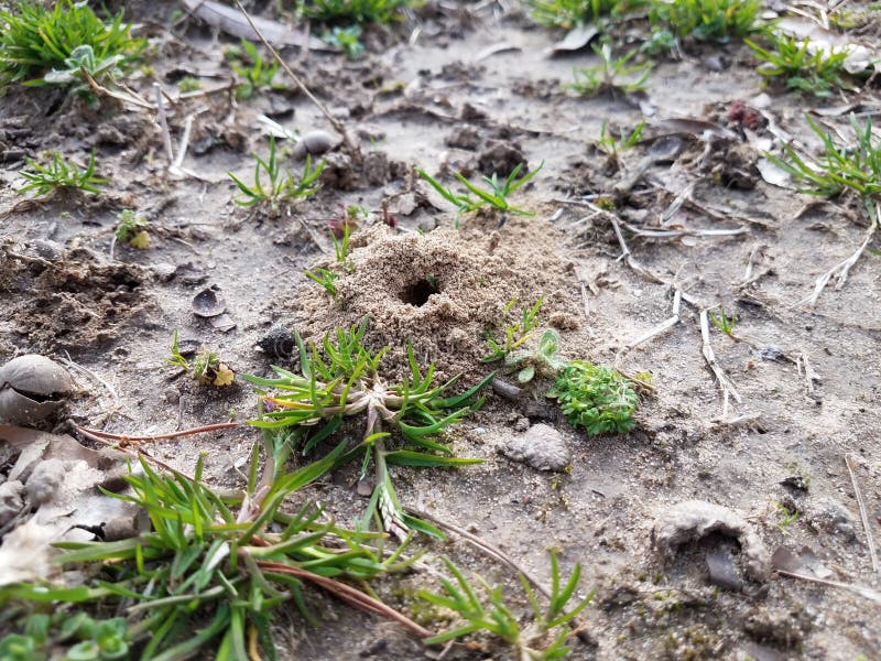Cicada Dirt Mounds or Holes in the Ground or Lawn Stock Photo - Image ...