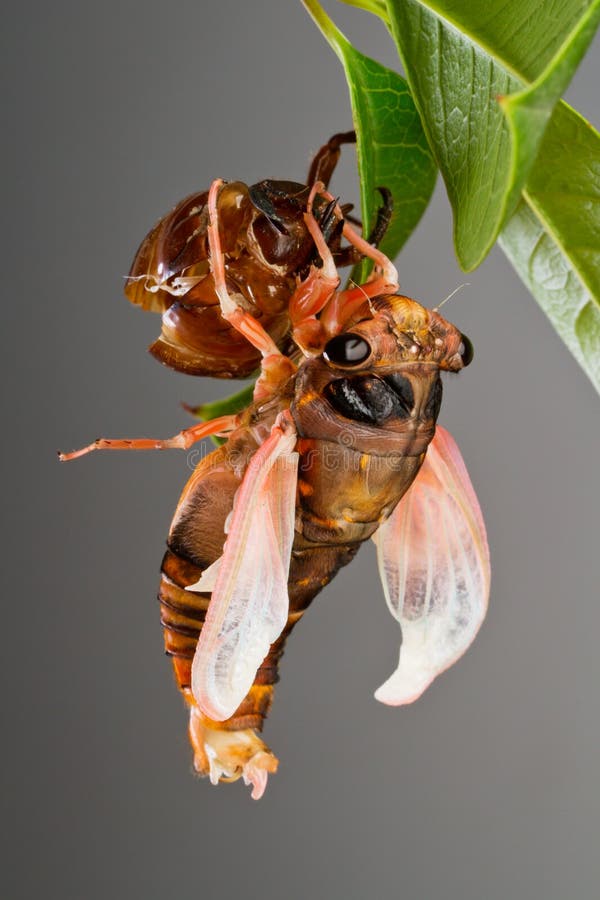 Cicada eclosion 5 stock photo. Image of background, cicada - 19612882