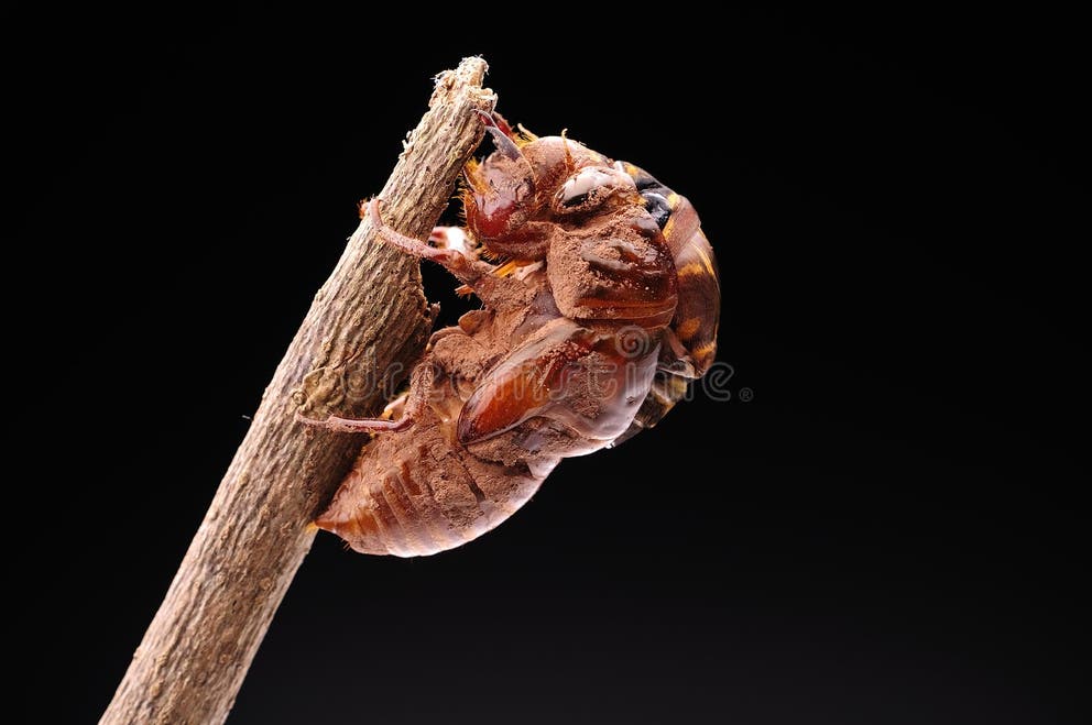 Cicada eclosion 02 stock photo. Image of insect, eclosion - 32543646