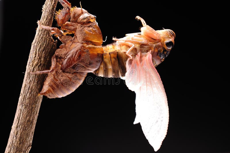Cicada Locust Molting Closeup Stock Photo - Image of molting, cicada ...
