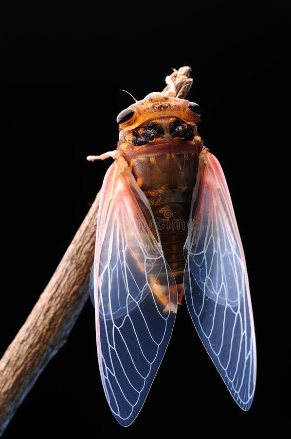 Cicada eclosion 04 stock photo. Image of turning, tender - 32543948