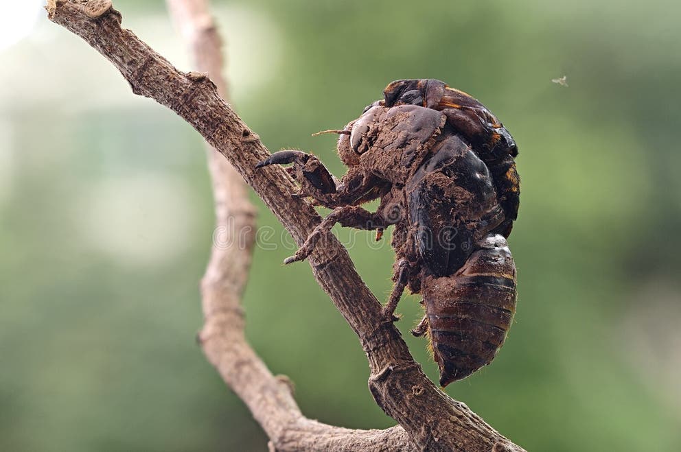 Cicada eclosion stock image. Image of insects, nymph - 32478827