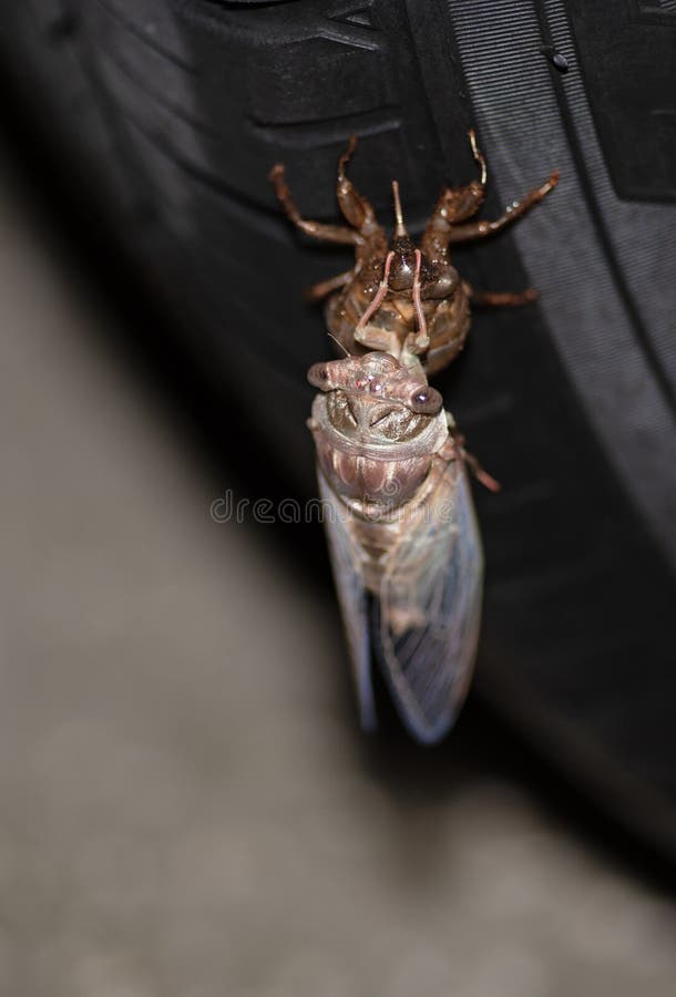Cicada is Emerging from Exoskeleton Stock Photo - Image of creepy ...