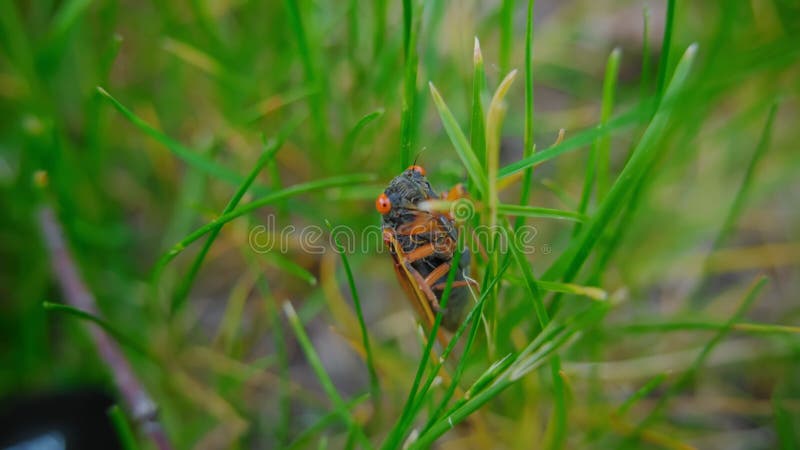 Cicada Emerging from Ground, Cicada are Sitting on the Grass Stock ...