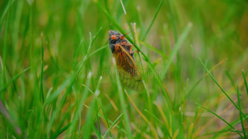Cicada Emerging from Ground, Cicada are Sitting on the Grass. Macro ...
