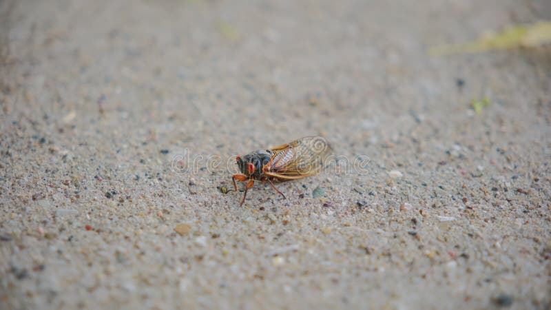 Macro Shot Footage of Cicada Emerging from Ground, Many Cicadas are ...