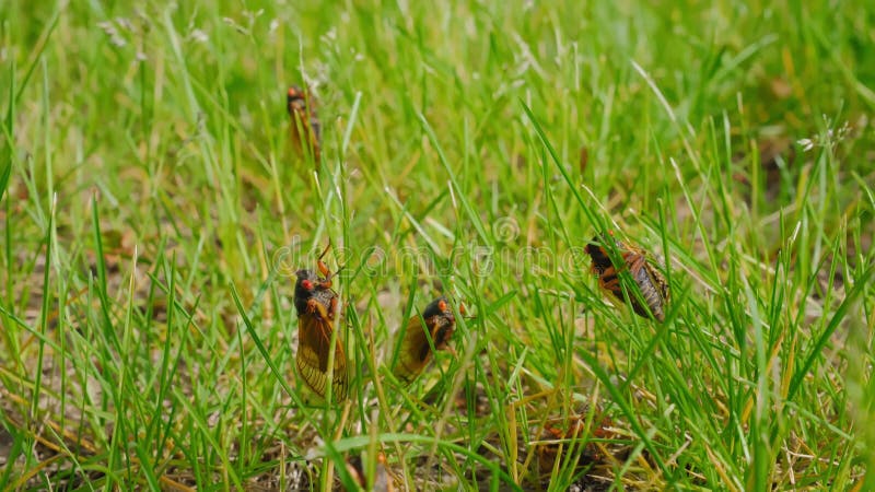 Cicada Emerging from Ground, Many Cicadas are Sitting on the Grass ...