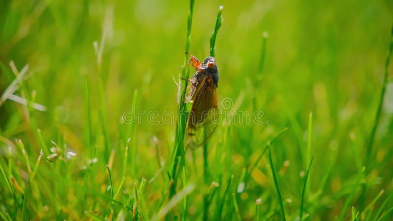 Cicada Emerging from Ground, Many Cicadas are Sitting on the Grass at ...