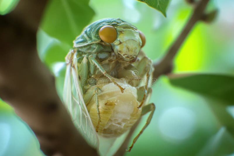 A Cicada Emerging from Its Exoskeleton Stock Illustration ...