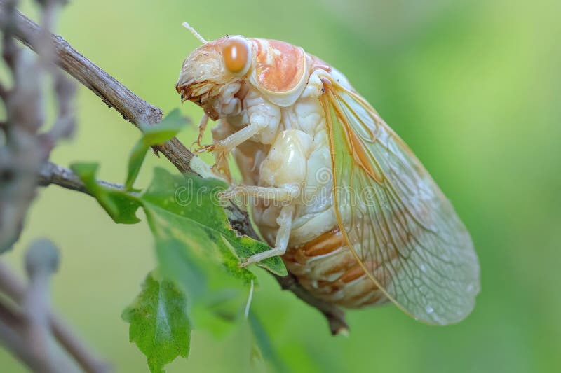 A Cicada Emerging from Its Exoskeleton Stock Illustration ...