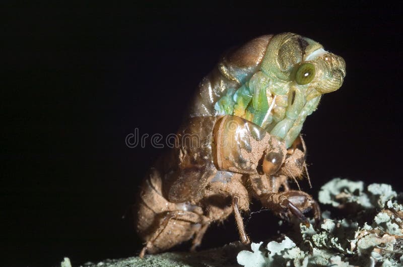 Cicada emerging from shell stock image. Image of metamorphic - 47788019