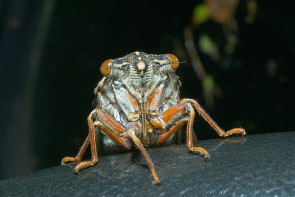 Cicada en face 2 stock photo. Image of insect, chirr - 21758442