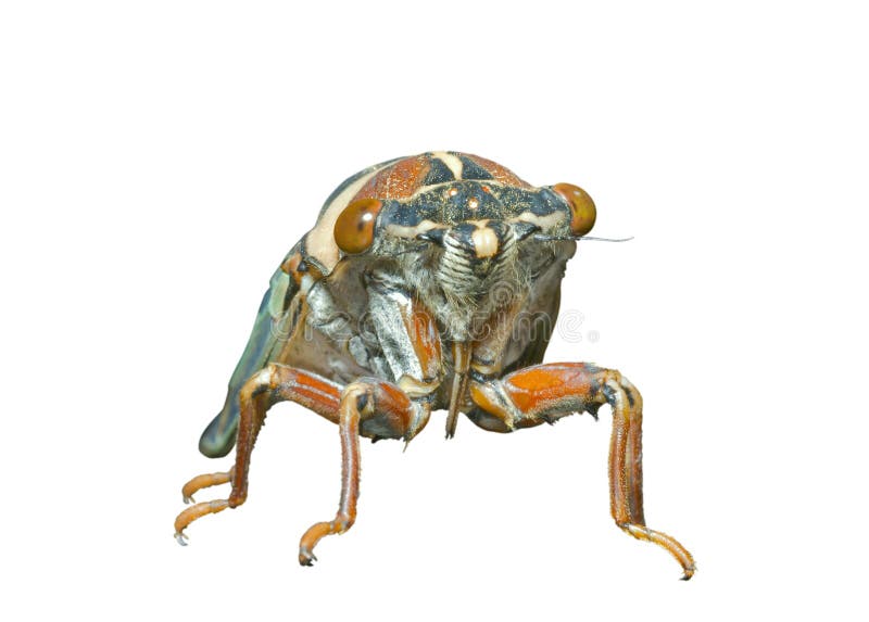 Cicada en face 7 stock image. Image of face, insect, wildlife - 22515443