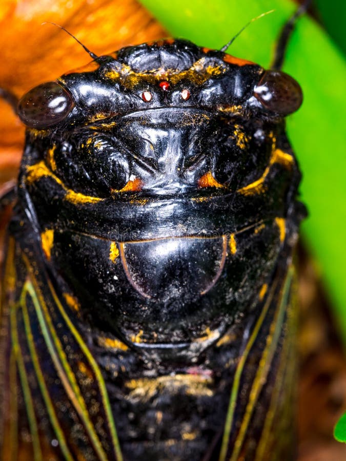 Cicadas Sing at Night To Avoid Predators Stock Photo - Image of florida ...